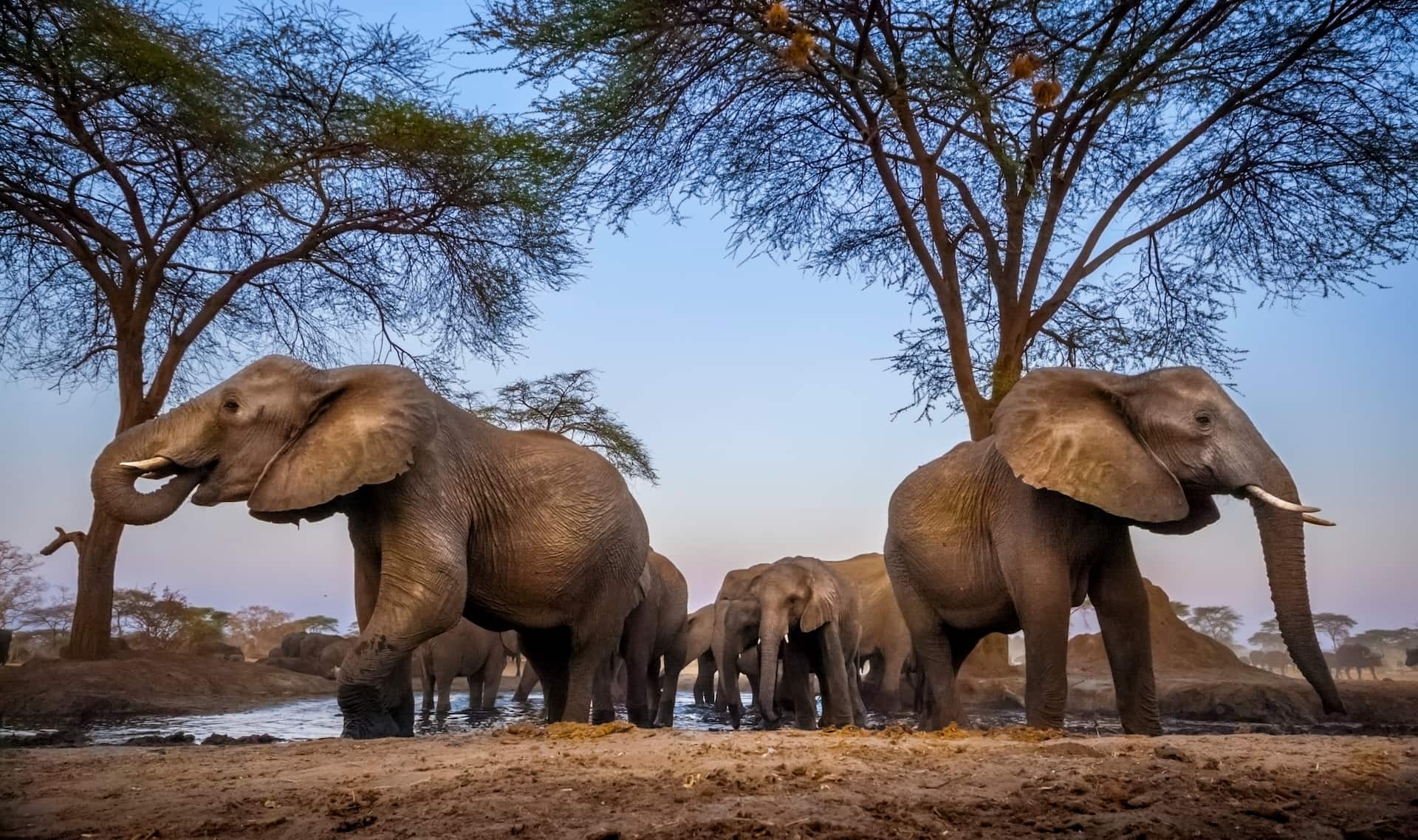 Become a Guardian - Help Protect Endangered Species | WWF UK